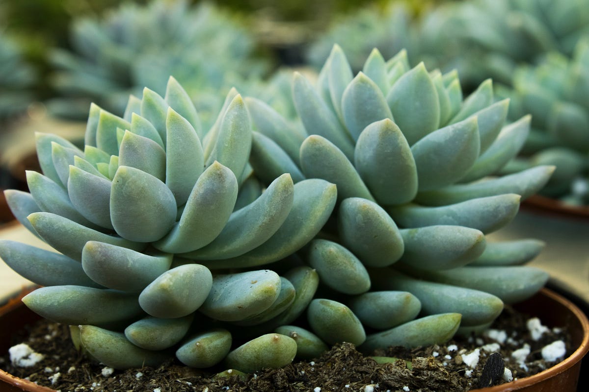 How to remove Duplicate Data from Google BigQuery | by Christianlauer | Towards Dev