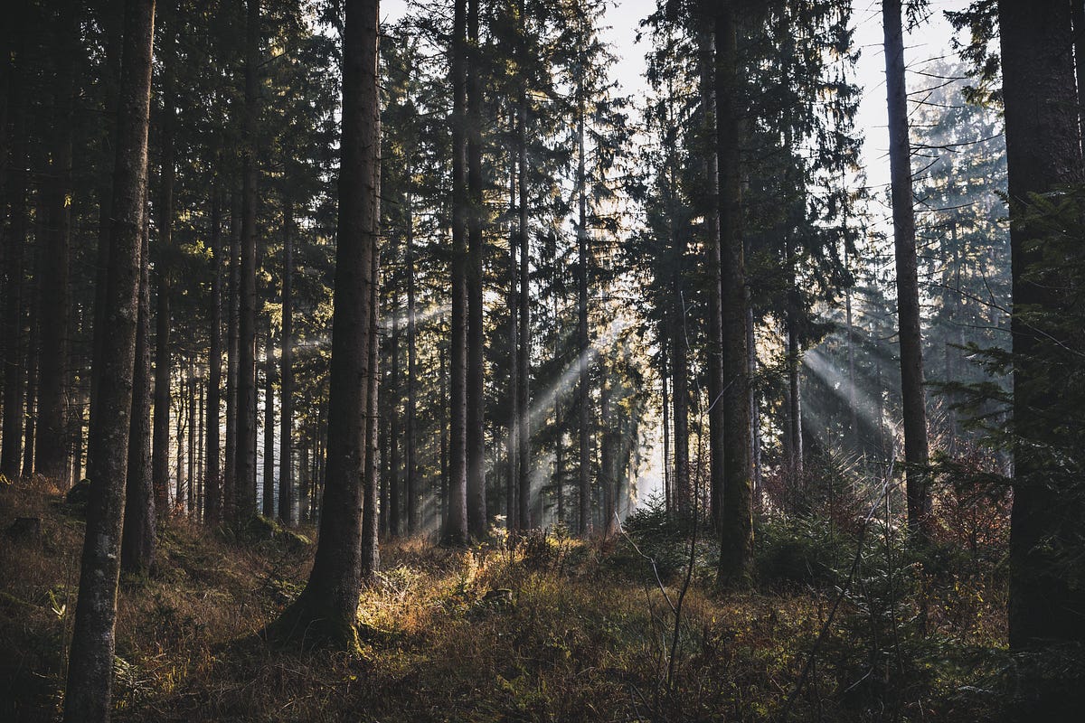 Time Travel at the Eastern Cedar Grove | by Lance Baker | A Work of ...