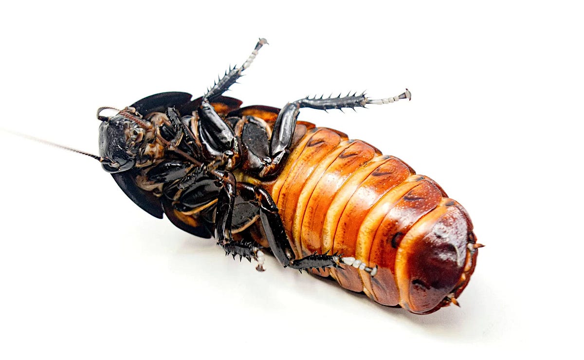 Health problems of Madagascar hissing cockroaches | Medium