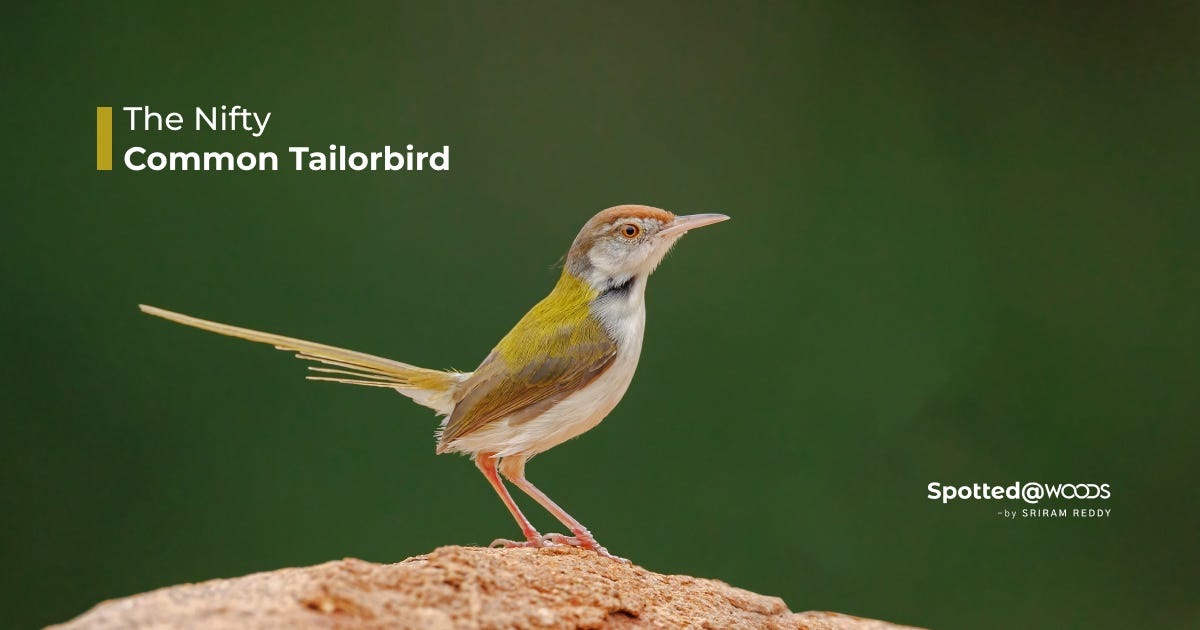 The Common Tailorbird, Nature’s Tiny Nifty-Thrifty Builders in the ...