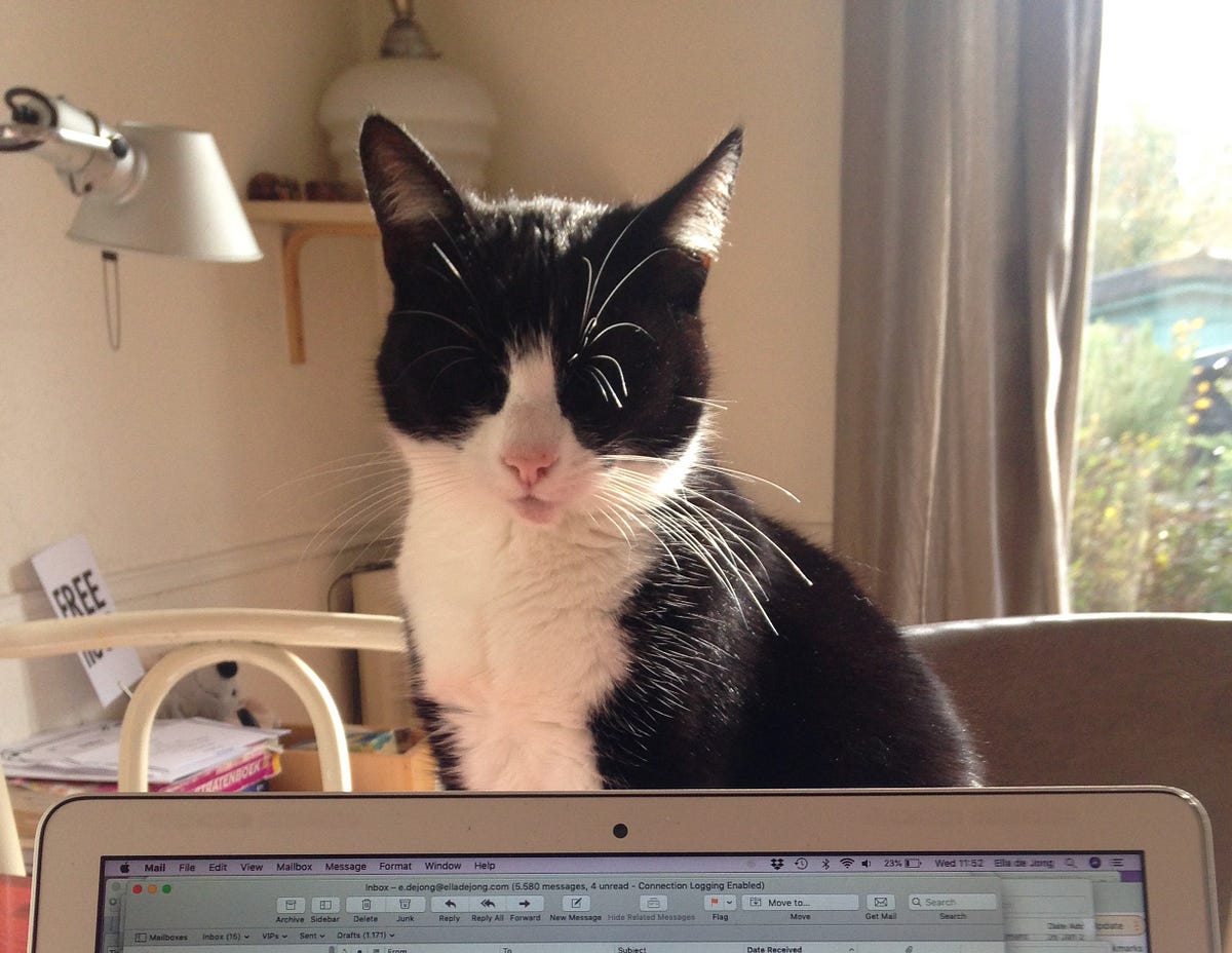 Empowering acts of cats / Ella de Jong / story | Catness