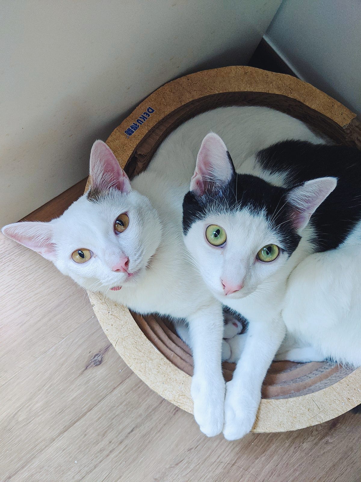 5 Awesome Things Our Cats Teach Our Toddler | by Lav Xu | Write. Mother ...