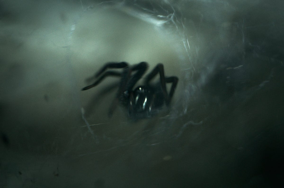 The Spider. A short story. | by Daniel TR | Medium