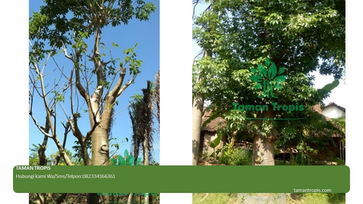 Jual Pohon Baobab Kabupaten Bandung 082334166361 Bergaransi | by ...