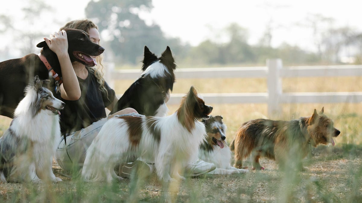 Why Pets Are More Than Just Companions | by Madison | Medium