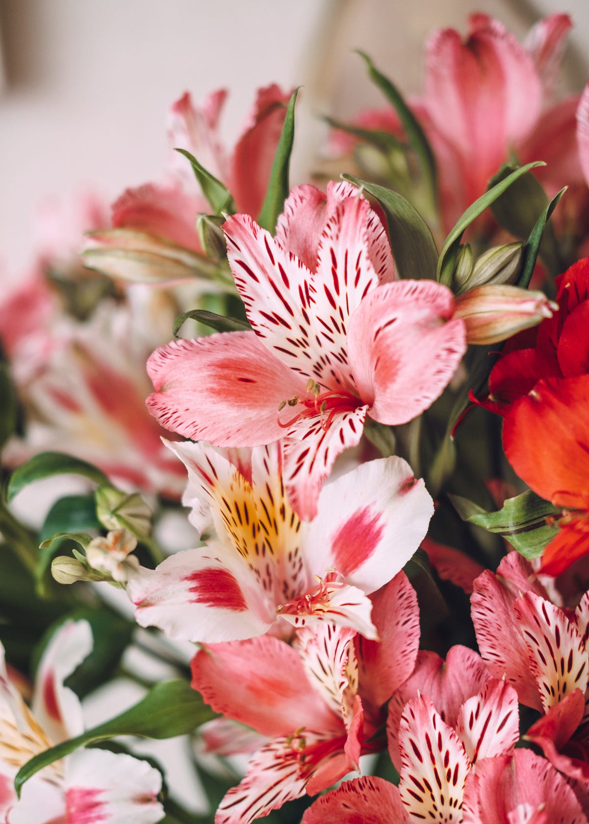 Flower Magic: Alstroemeria. One of my favorite flowers to use in… | by ...