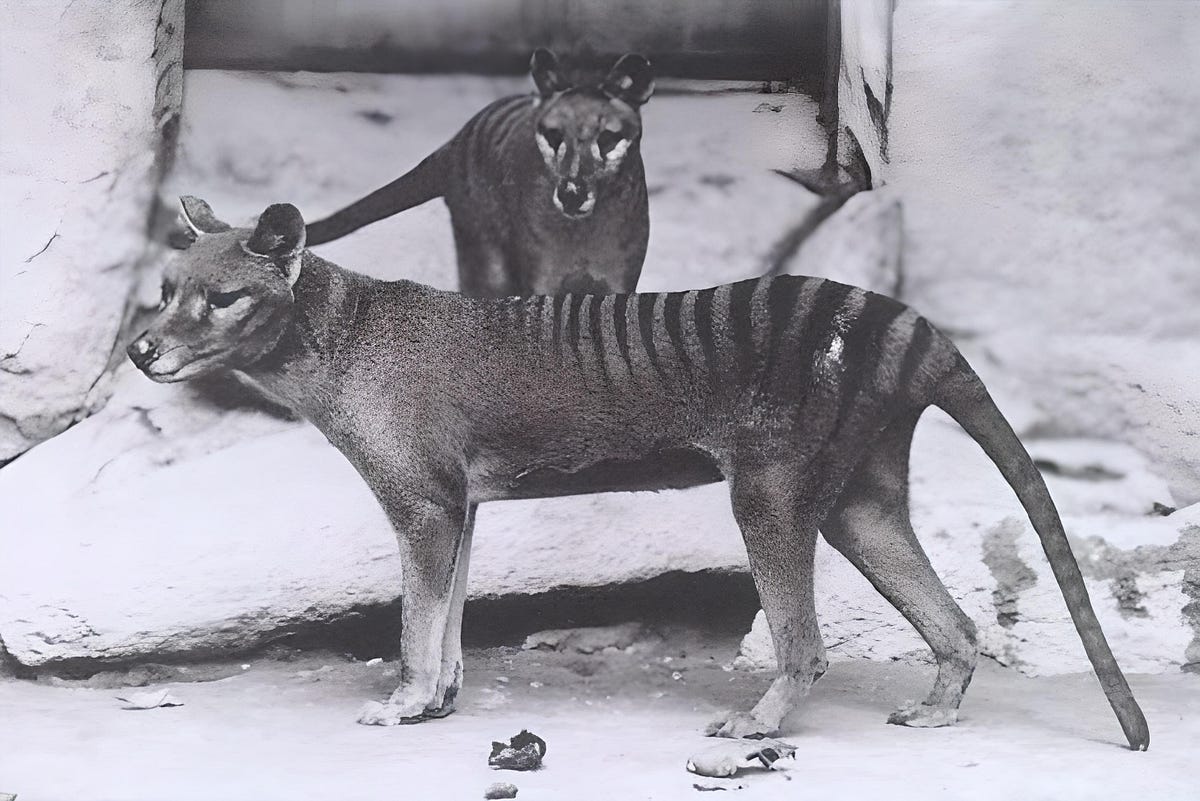Scientists want to resurrect an extinct animal that was last seen in ...