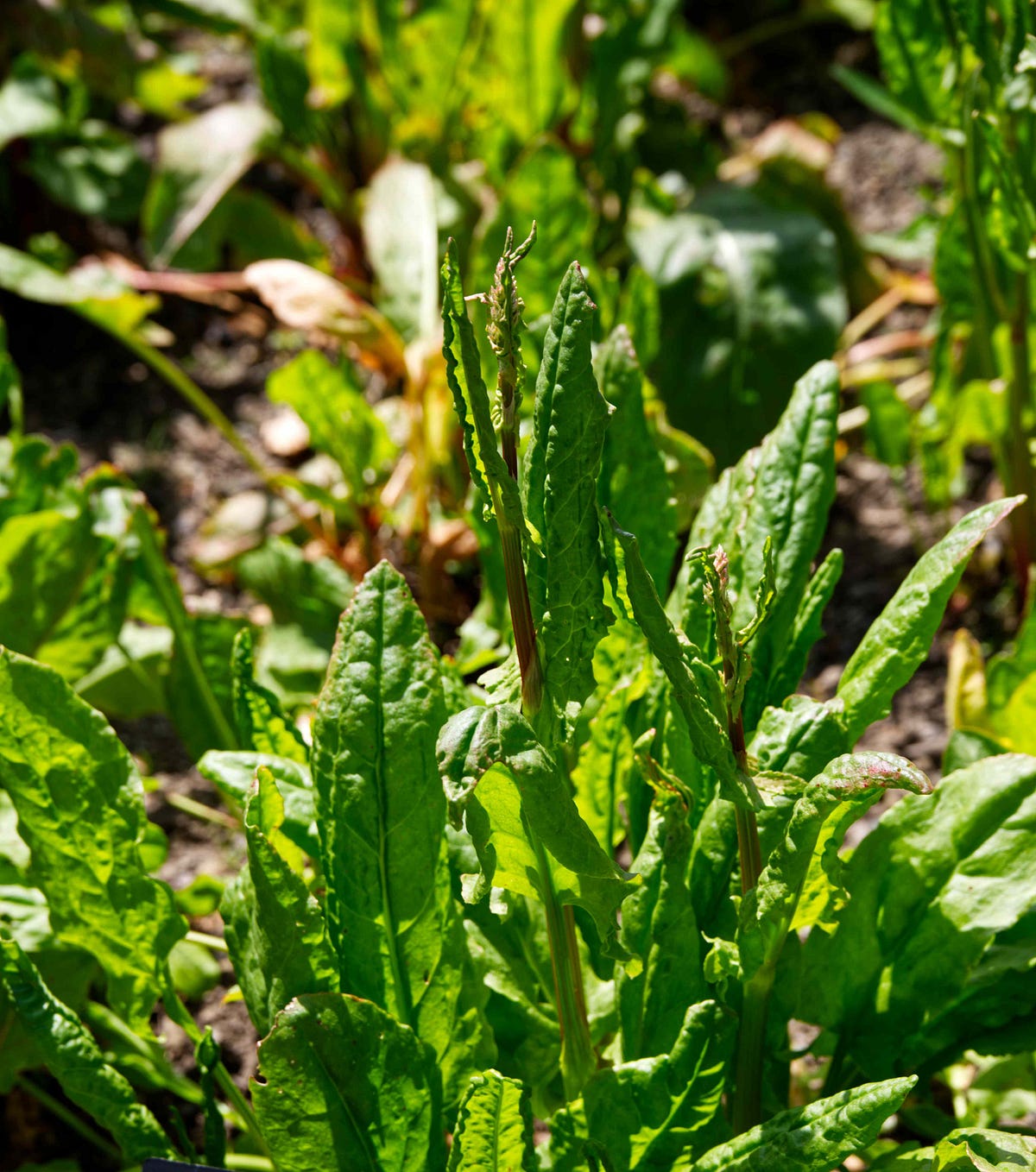Sorrel (Rumex acetosa / Rumex scutatus / Rumex sanguineus) | by Patsy ...