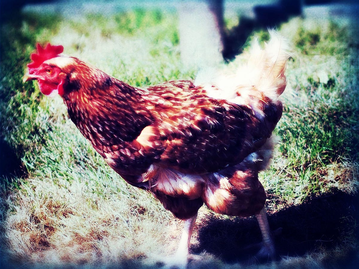 what’s up chicken butt?. i’m gettin’ outta this chicken shit… | by ...