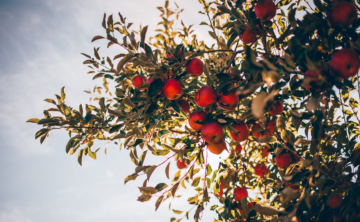 Tree-shaking 101. Learn the fundamentals of tree-shaking… | by Maxime ...