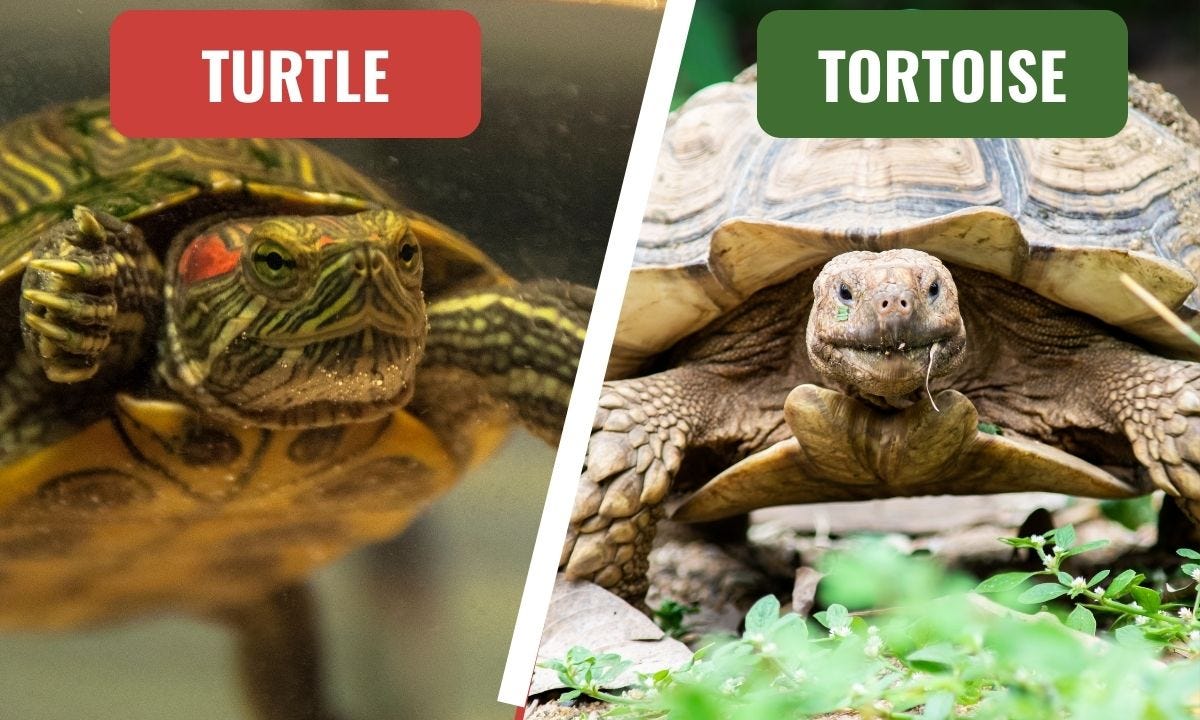 Turtles vs. Tortoises: Which is Better for Your Home? | by Muntaseer ...