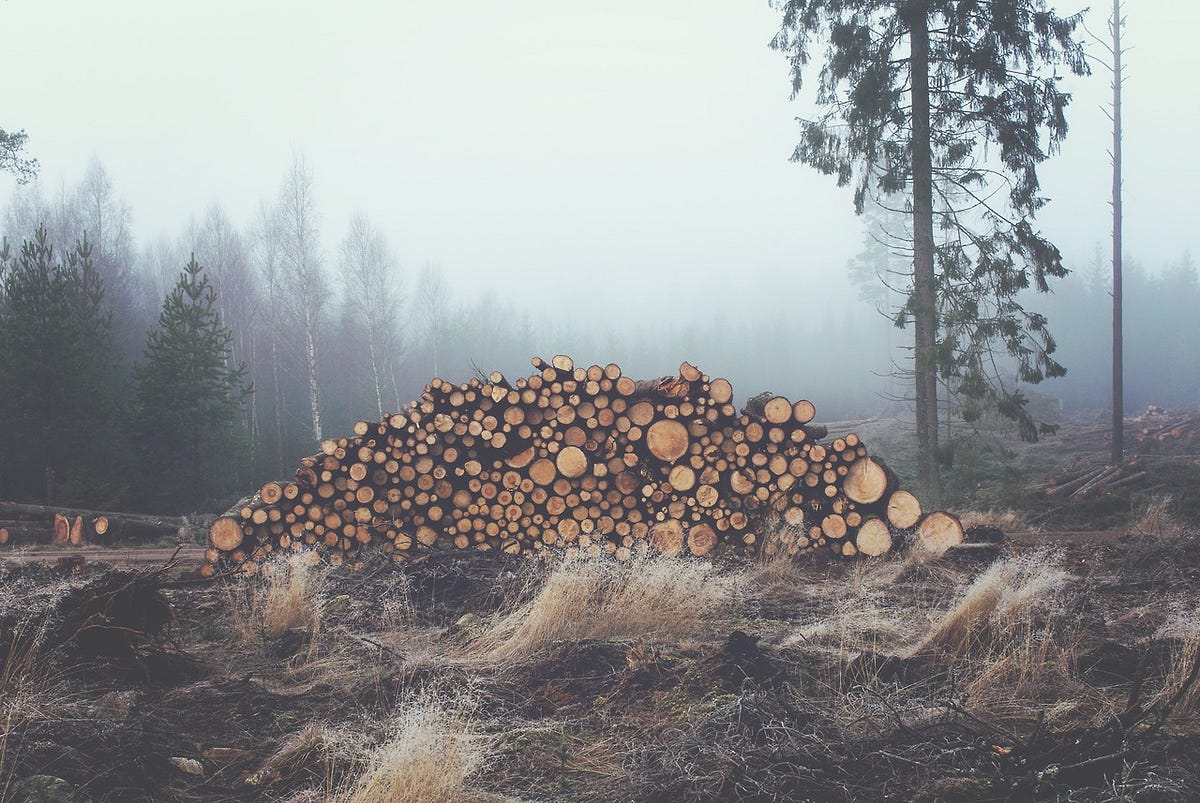What a Mysterious Forest Shaped Like Minnesota Taught Me About Time ...