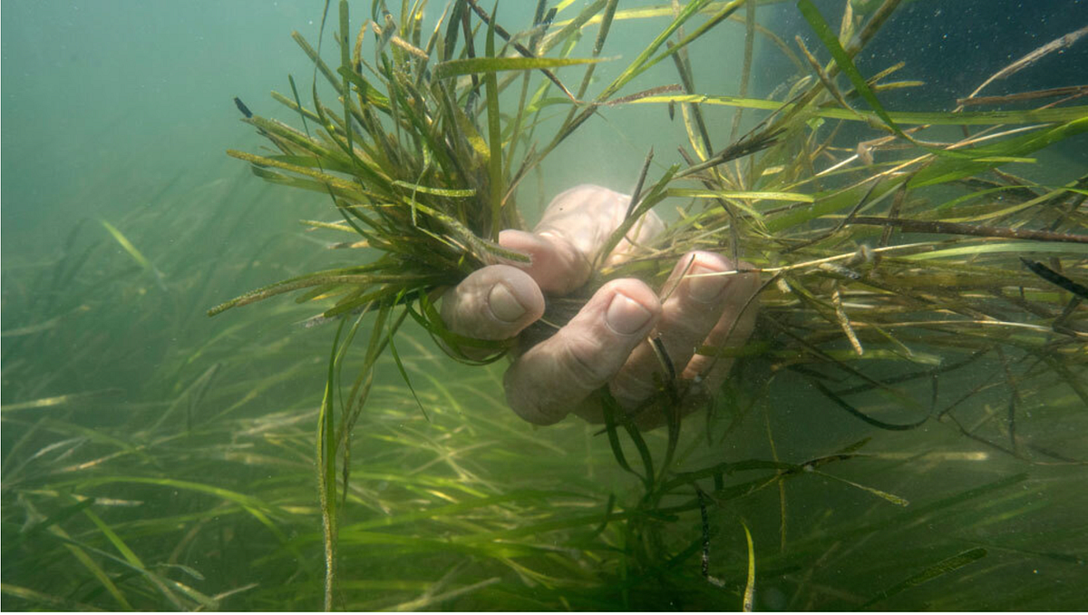 How planting 70 million eelgrass seeds led to an ecosystem’s rapid ...