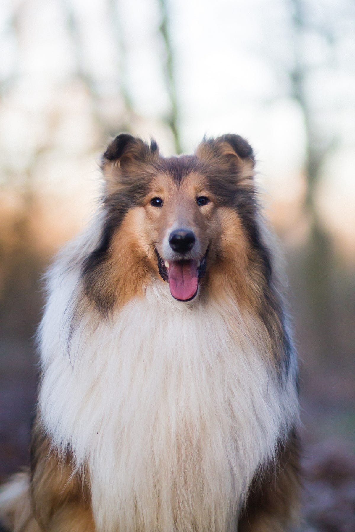 Lightning was a special dog that my family will never forget. https ...