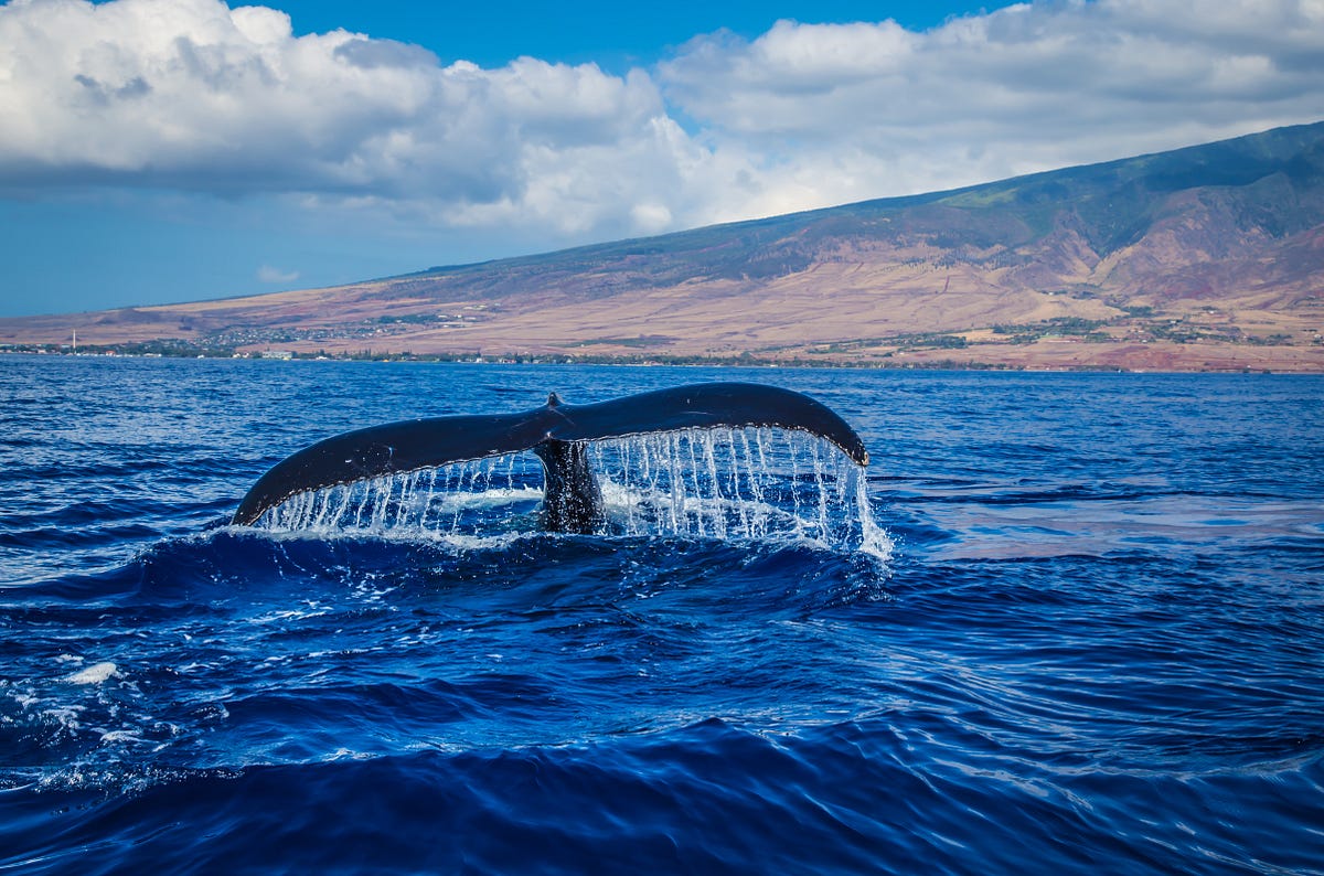 My team uses crossbows and drones to collect bacteria from whales — and ...