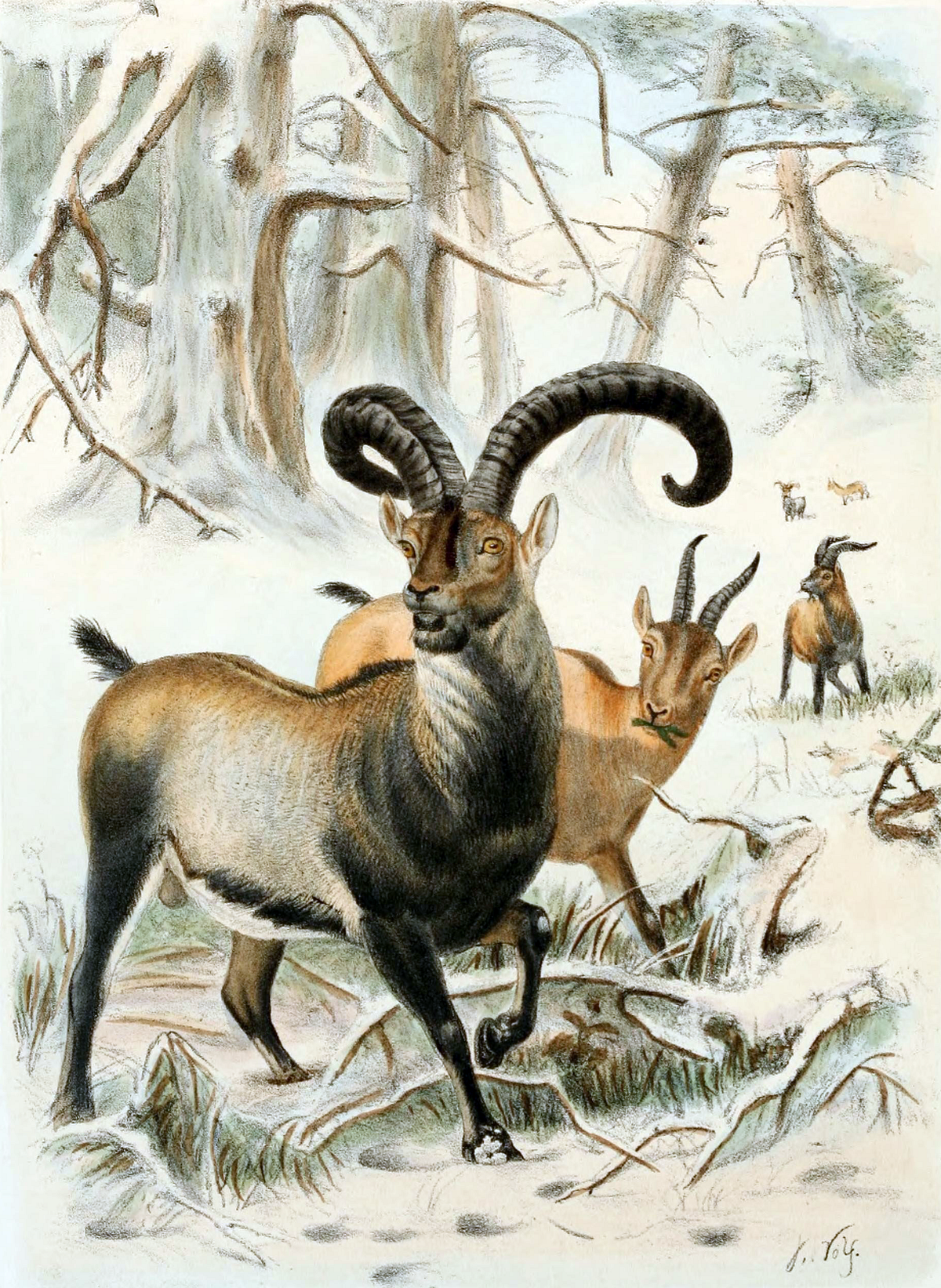 Revival of the Extinct: How Scientists Halted Extinction for Seven ...