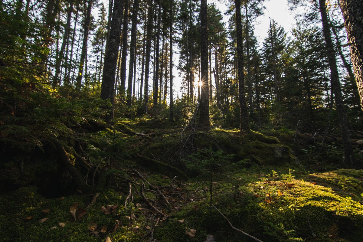 The Process. Do you have a dream? A vision? Or… | by Elliot Bisson | Medium