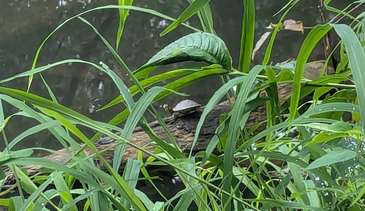 Turtlespotting. Hello world, hello turtles! | by M. Cole Grady | Medium