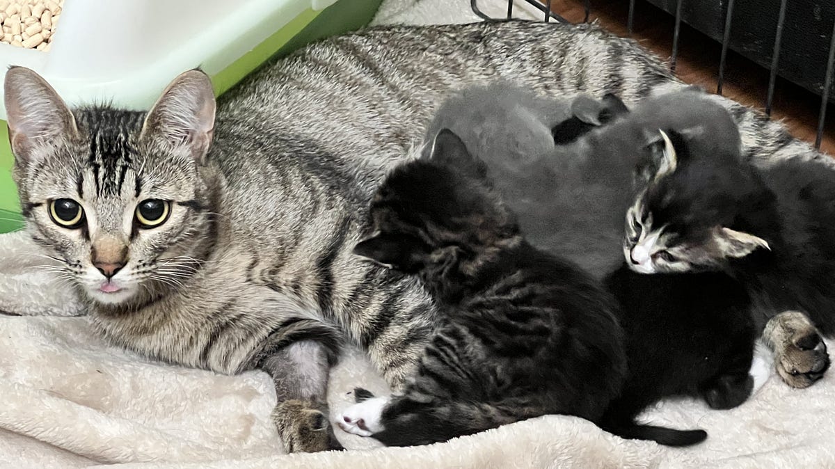 A Four-Ring Circus of Healthy Kittens | by Mike Butler | Catness | Medium