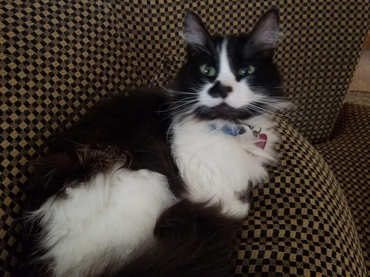 Chester the Super Cat - Holly Emery - Medium