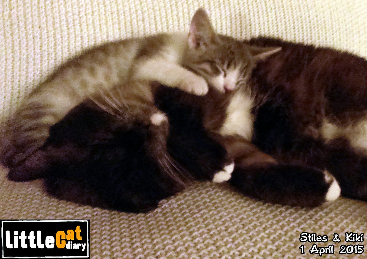 Do Cats Dream? | by Jaimes Roe | Little Cat Diary | Medium