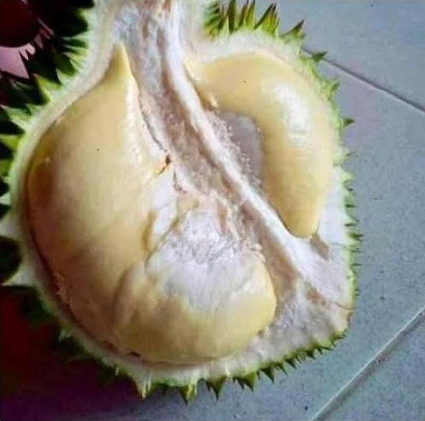 Bibit Durian Namlung Import Terbaik Okulasi Mudah Berbuah Siap ...
