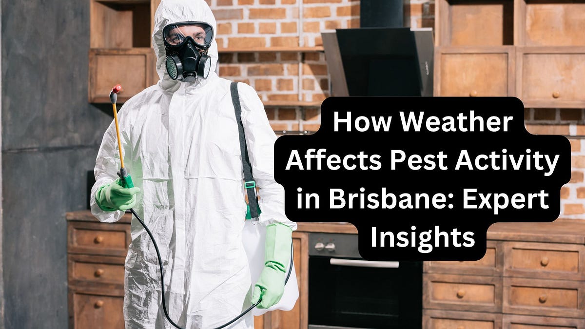 How Weather Affects Pest Activity in Brisbane: Expert Insights | by The ...