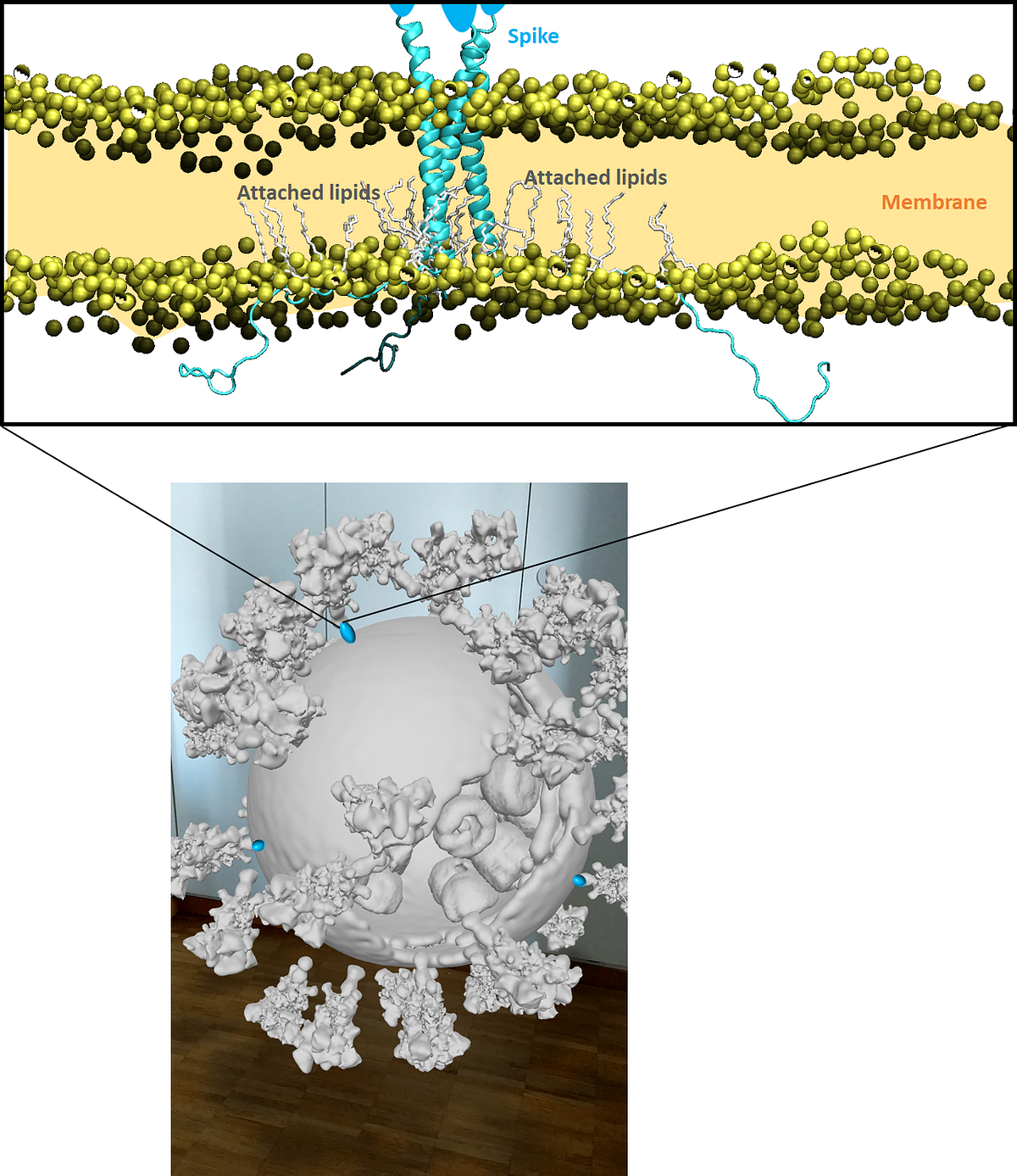 Paper summary: Lipid modifications of SARS-CoV-2’s main infection ...