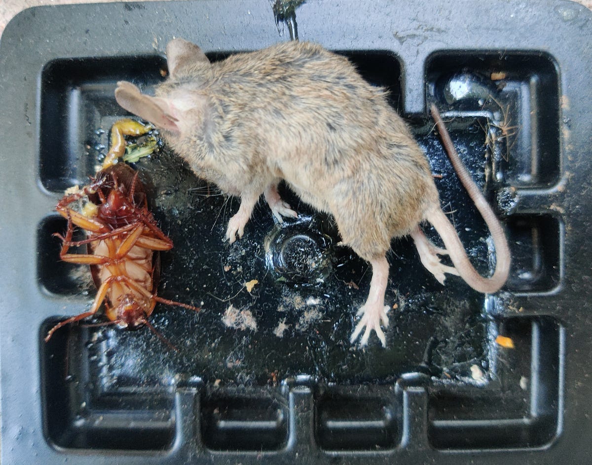 Thinking Like A Rat. I can think like a rat. It’s a survival… | by ...