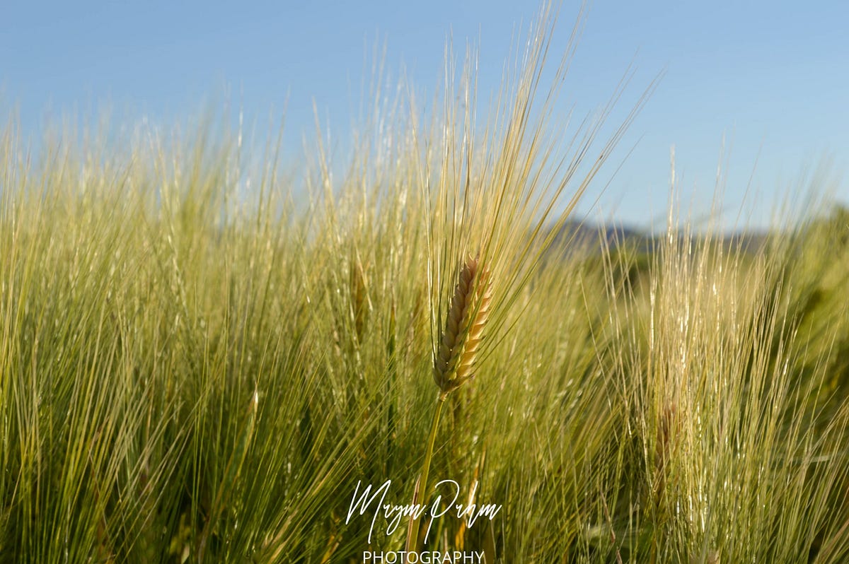The All Knowing, the All Wise. A short essay on the scope of the… | by ...