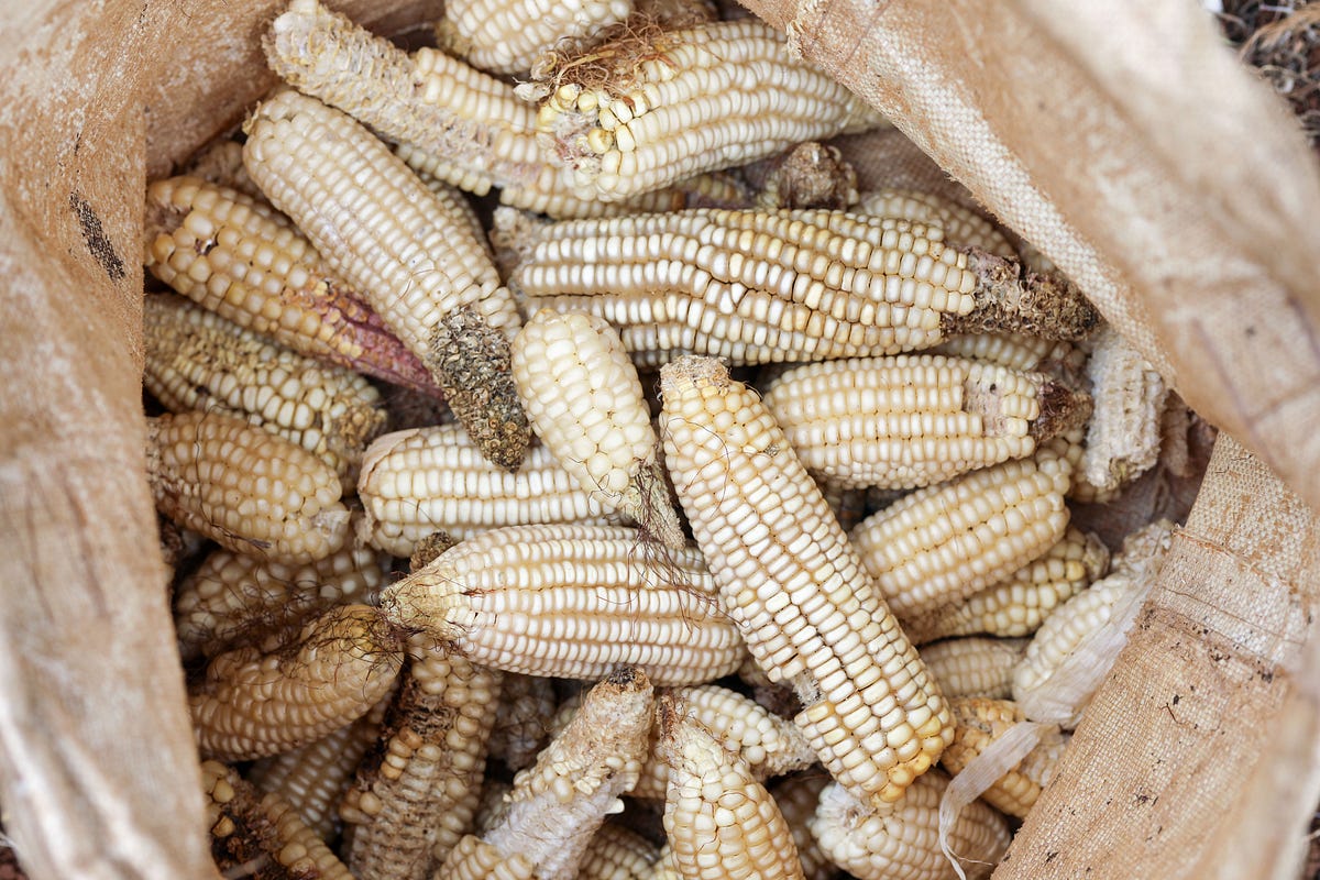Crop insurance in Tanzania: The case for area yield index insurance ...