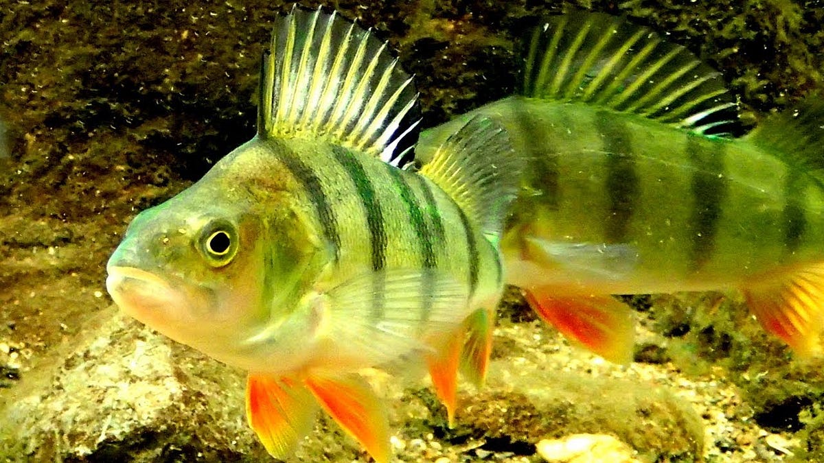 #FISHSURFING- ALL YOU NEED TO KNOW ABOUT PERCH | by FISHSURFING Travel ...