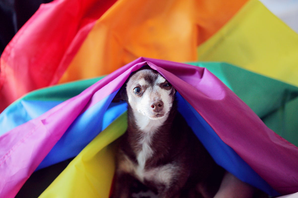 8 Times Brands Showed Their Pride | by Kate Novytska | Better Marketing