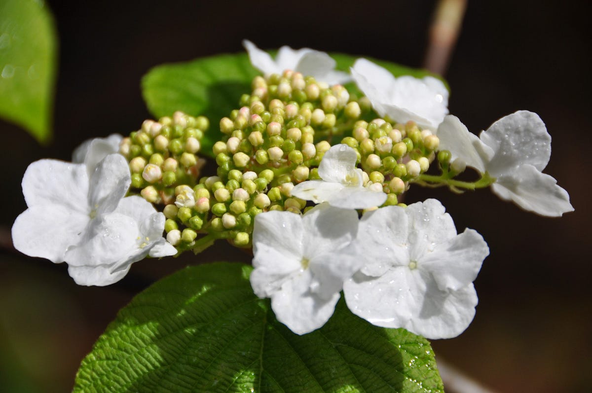 Pleasure - Amy Reynolds - Medium