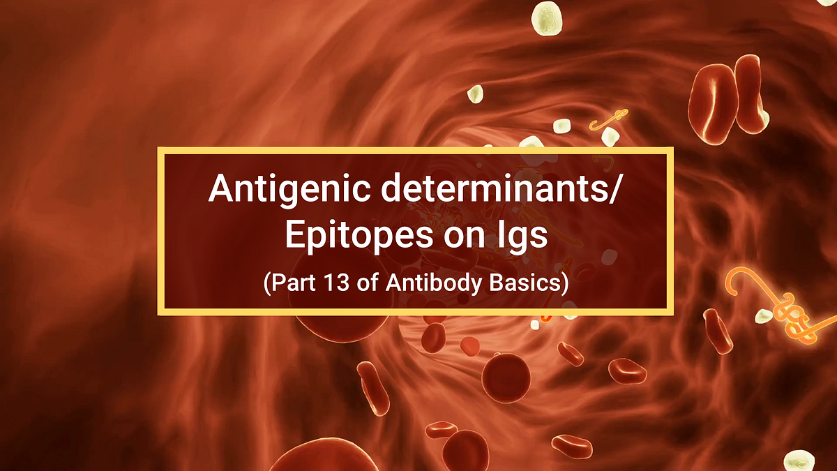 Antigenic determinants/Epitopes on Immunoglobulins (Part 13- Antibody ...