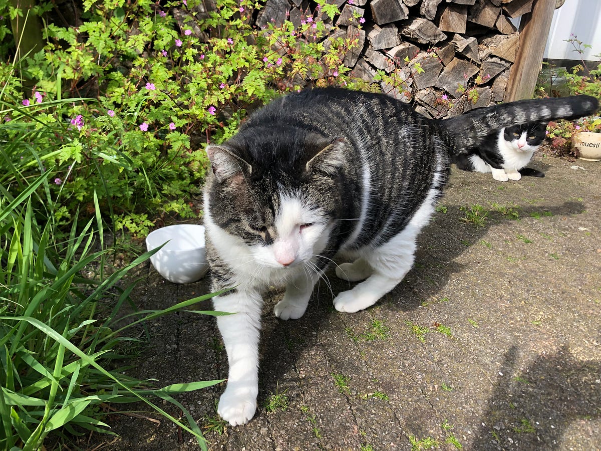 Mindful choosing what is best | patience | Catness