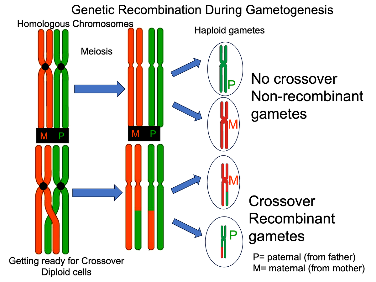 Gene Therapy: Nature Versus Man. With the advent of cutting-edge genome ...