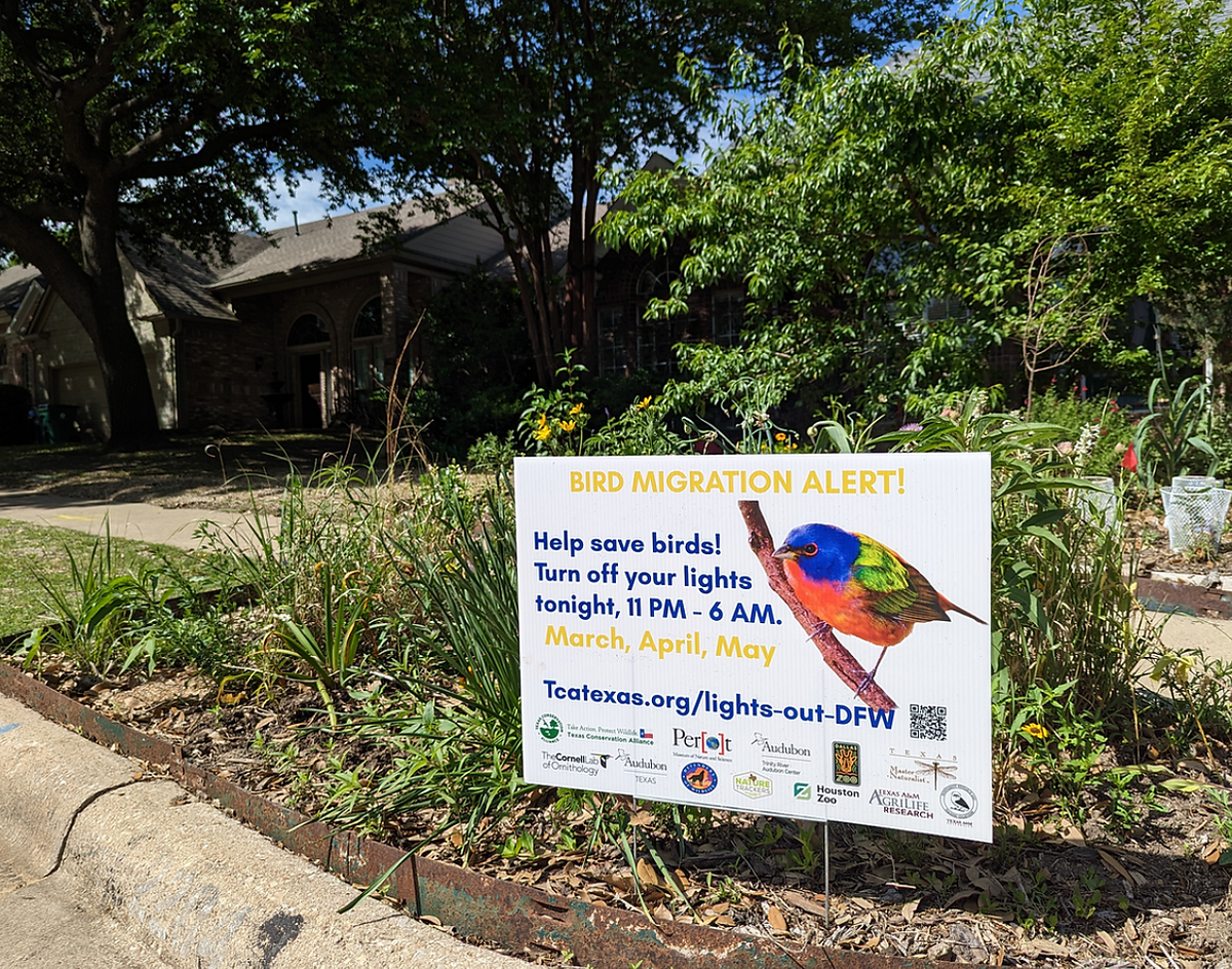 TCA Leads Lights Out, DFW! Campaign to Protect Migratory Birds | by ...