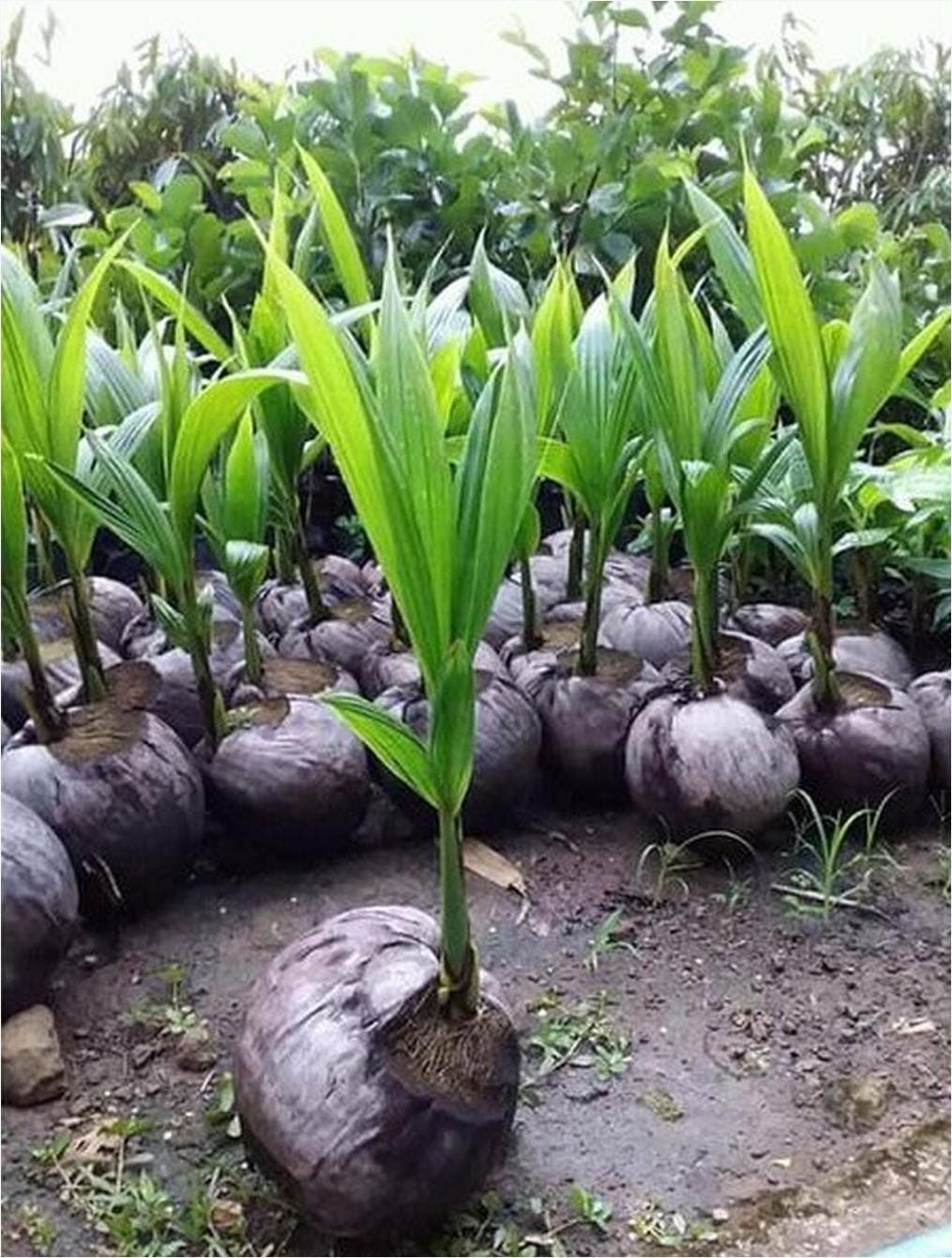 Bibit Kelapa Wulung Terbaik Tanaman Buah Hijau Ijo Asli Tambulampot ...