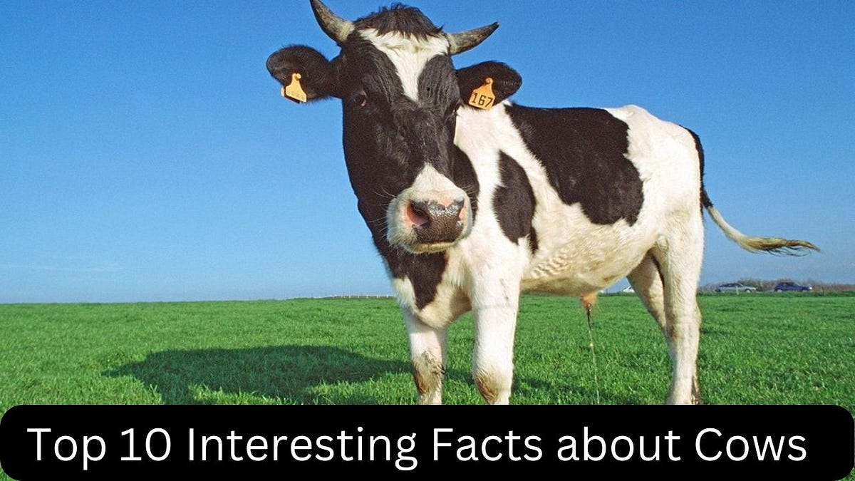 Interesting Facts about Cows — Coolest Fact | by Coolest Fact | Medium