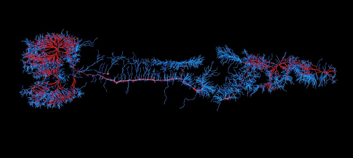 Scientists Put a Worm Brain in a Lego Robot Body | by David Alayón ...