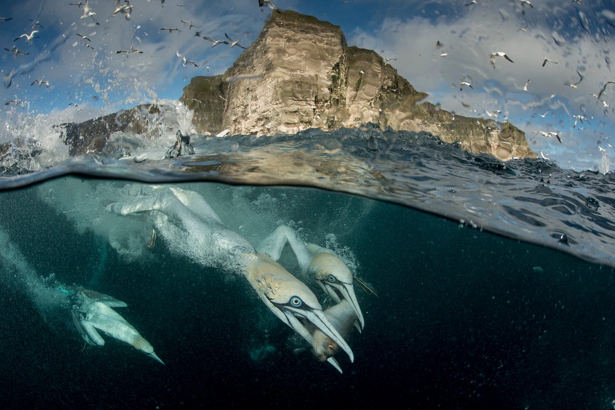 Rewilding Nation campaign, backed by Hollywood actor Leonardo DiCaprio ...