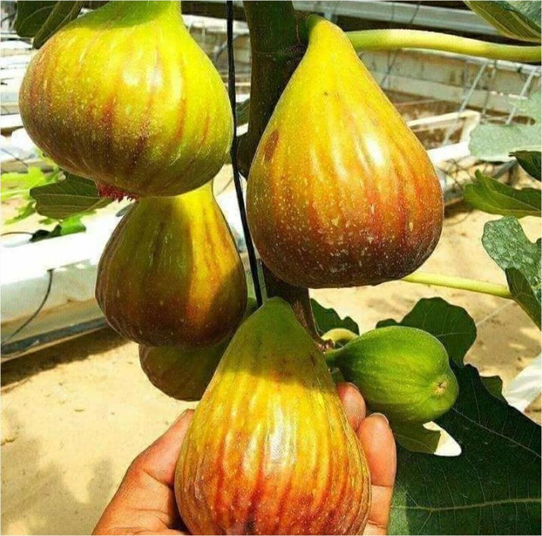 Bibit Tin Tanaman Cangkok Jenis Texas Blue Giant Blora | by faresta ...