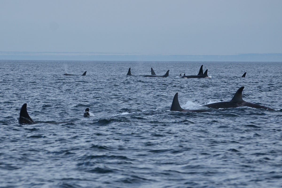 Reimagining SeaWorld — An Open Letter to the New CEO | by Kimberly ...