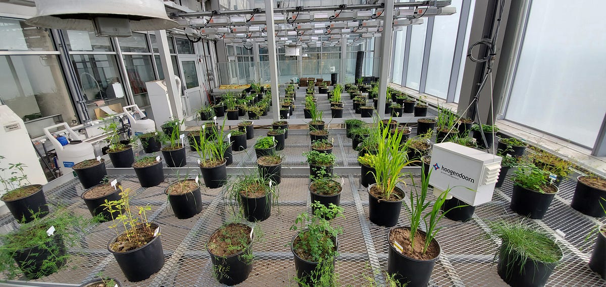 Testing cover crop species under three soil moisture conditions in a ...