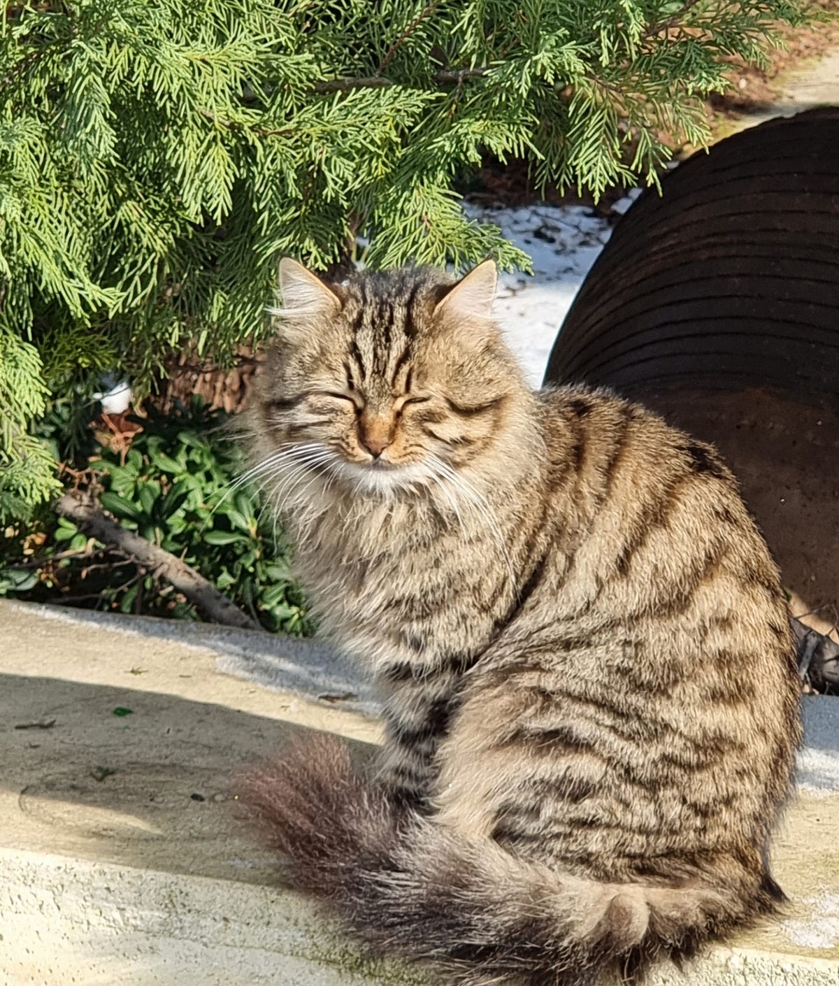 This is Khepell My Lovely Cat😍 - Amir - Medium