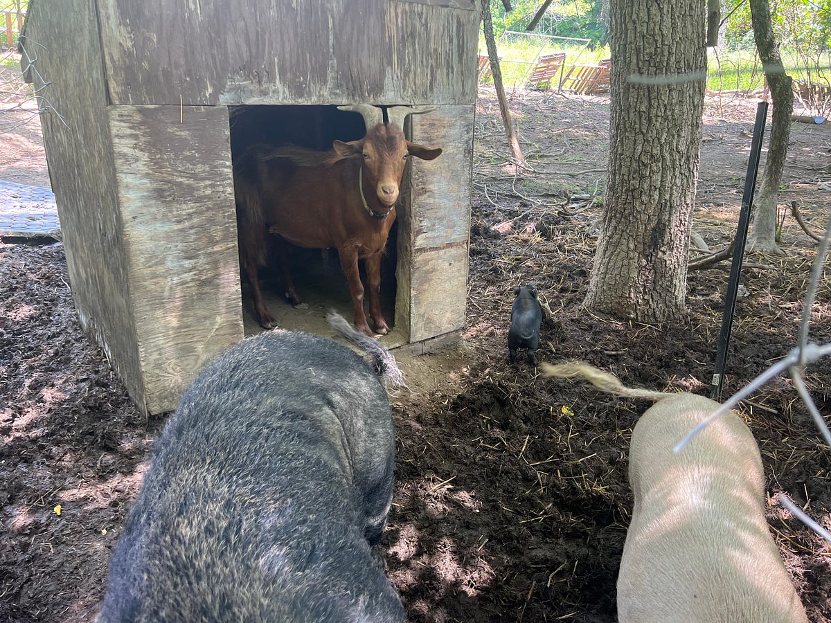 The Goat and the Pigs. A Random Word Drabble Challenge | by Julia A ...