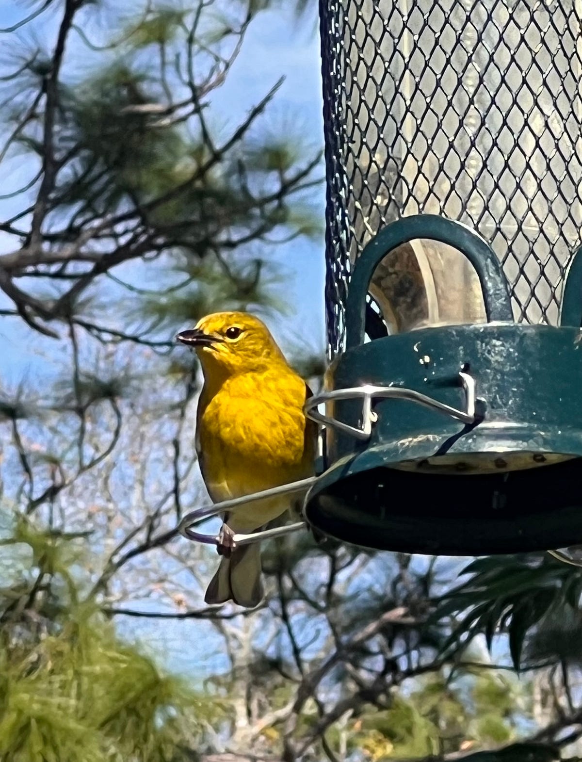 5 Tools for New Birders. A hobby requiring minimal start-up cost… | by ...