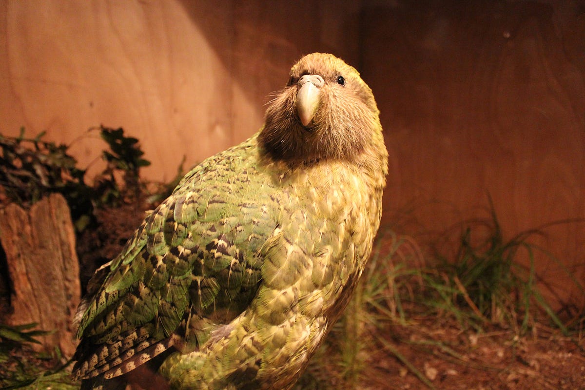 The Kākāpō (A Stoic Parrot) | by Bob Marcus (The Good Factory) | Medium