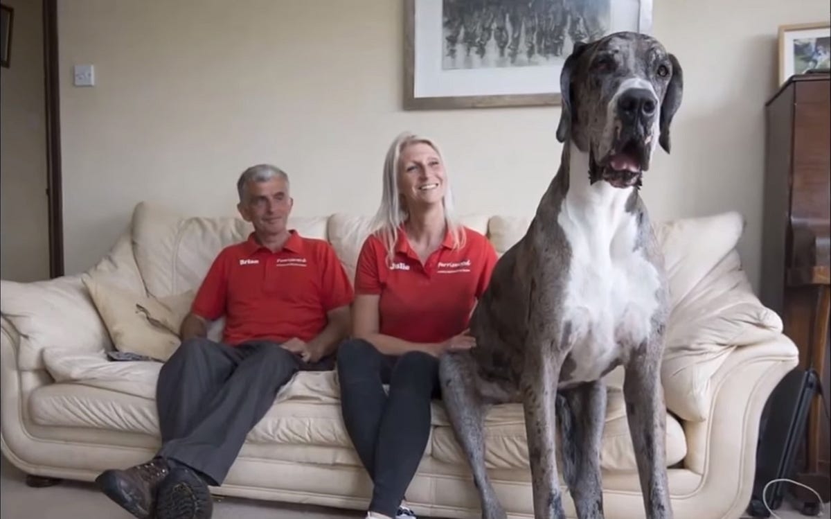 Meet The World’s Tallest Pooch. What’s with all these giant dogs… | by ...